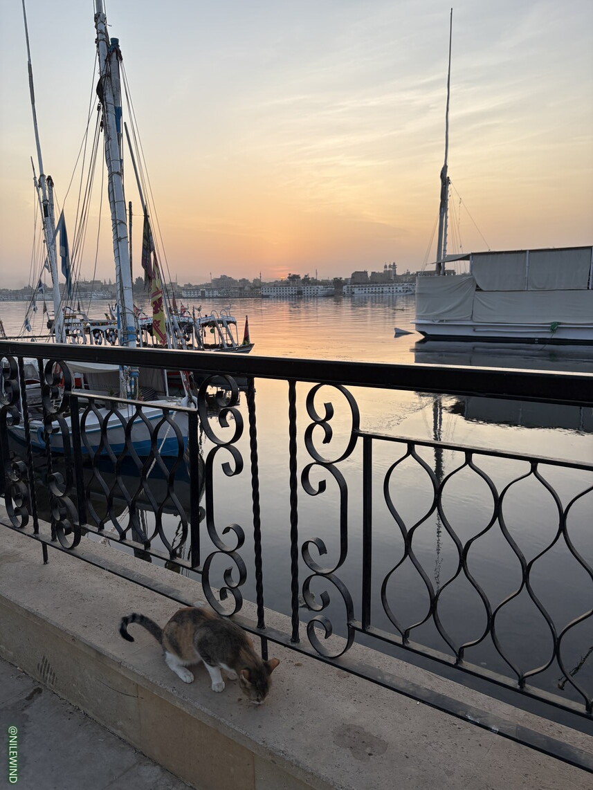 四匹の子どもたち: 続☆ナイルを渡る風